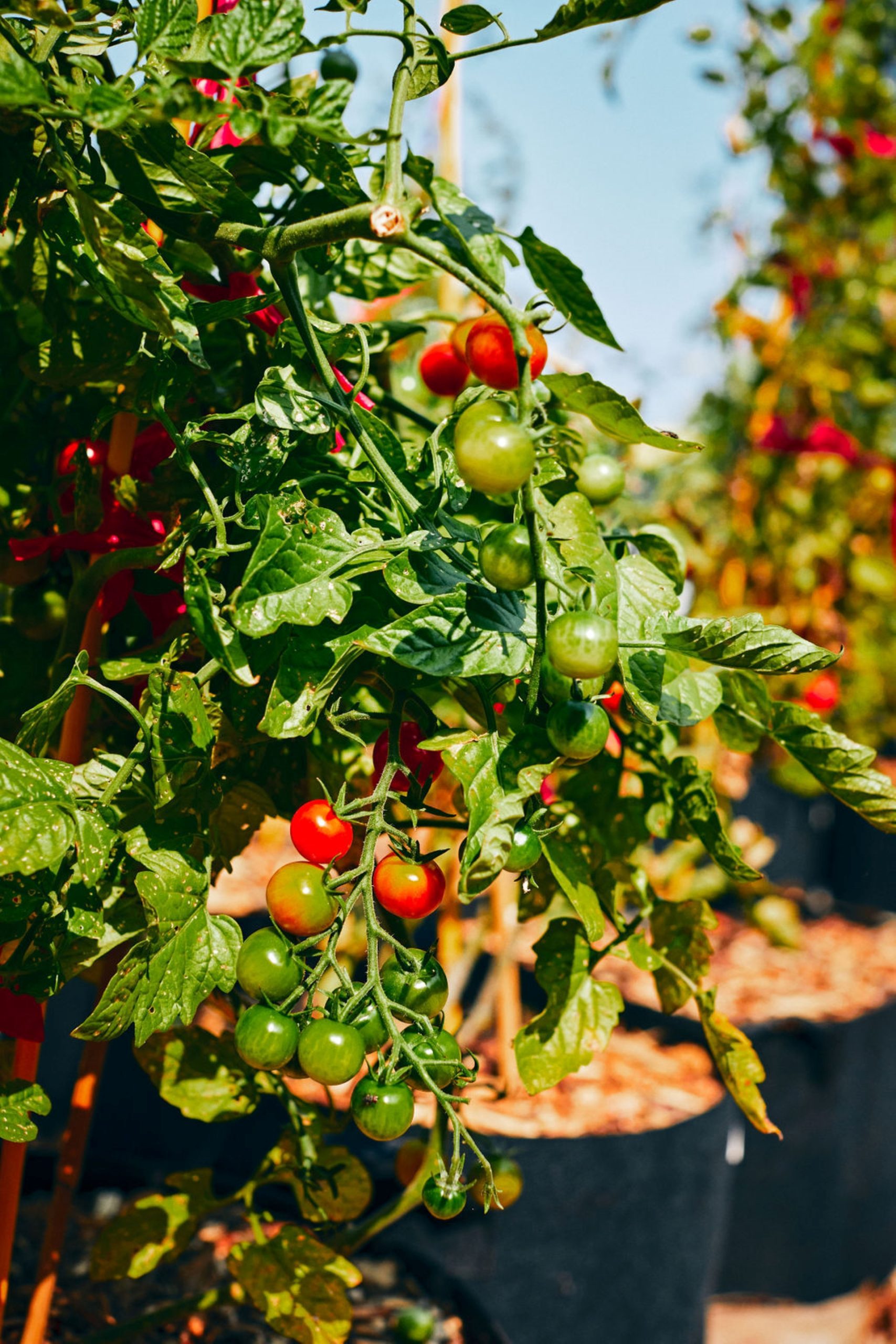 Community Garden | West Island Assistance Fund